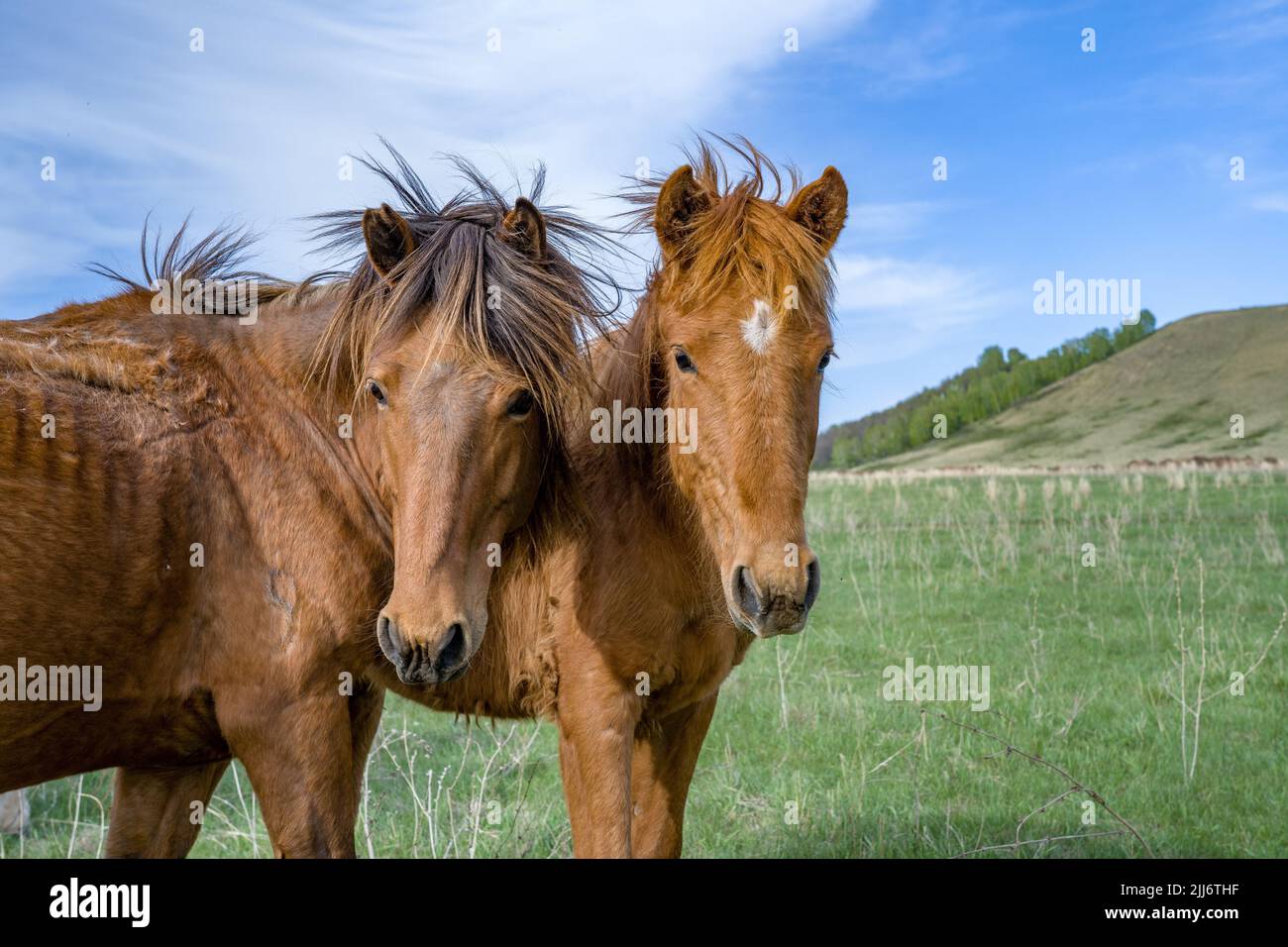 A brown horses looking into the lens in a pasture with a mountain in ...