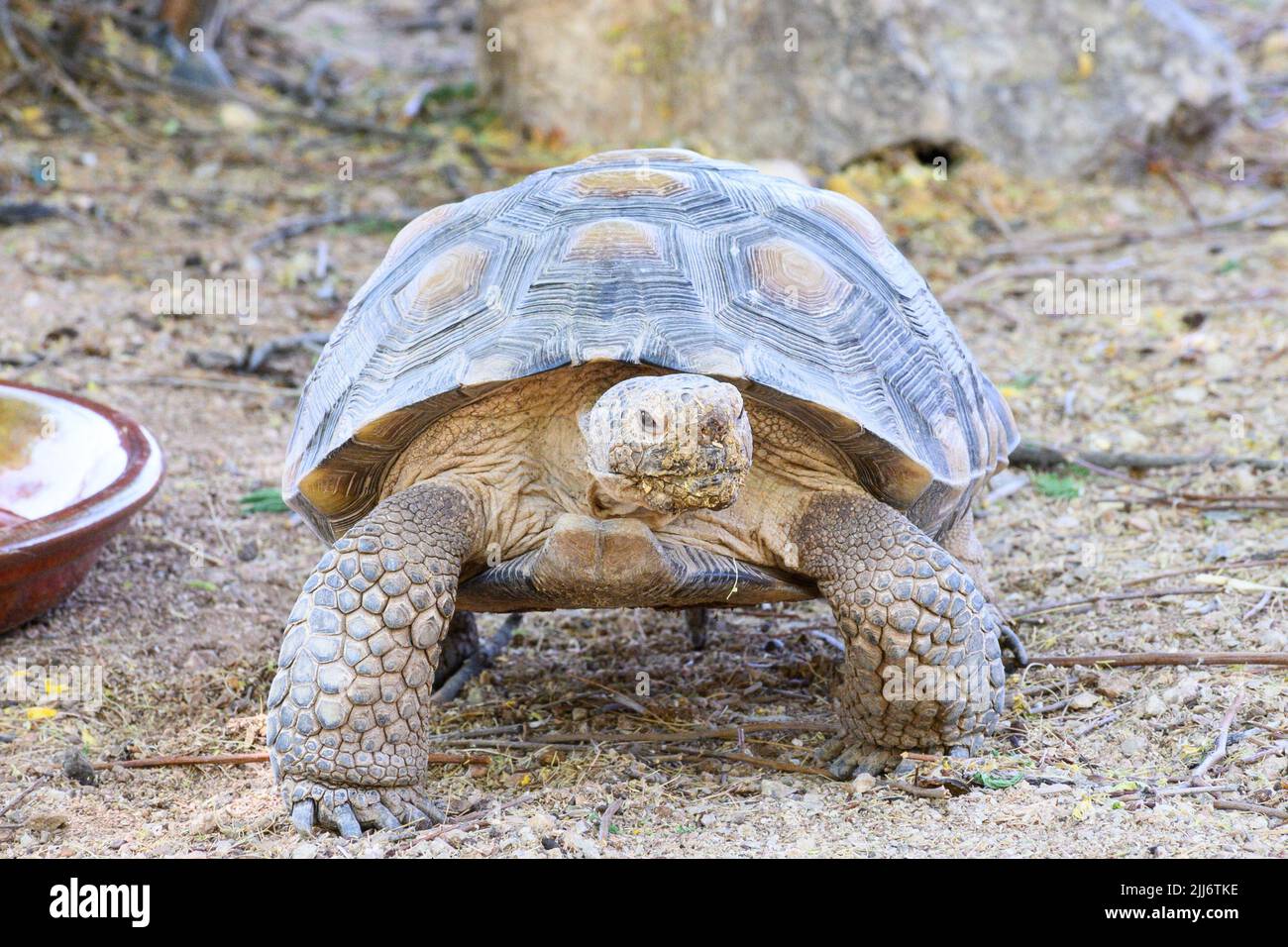 The front view of a Desert tortoise on blurred background Stock Photo ...