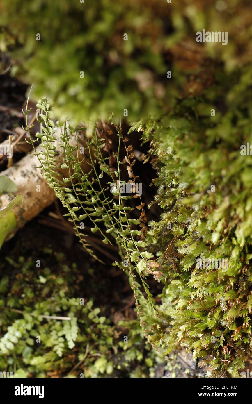 A vertical shot of ferns growth Stock Photo - Alamy