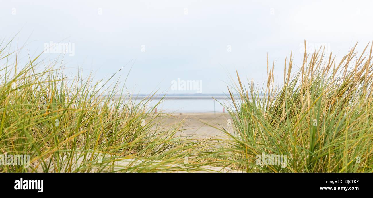 A view of beach grass growing along the sandy shore on a gloomy day ...