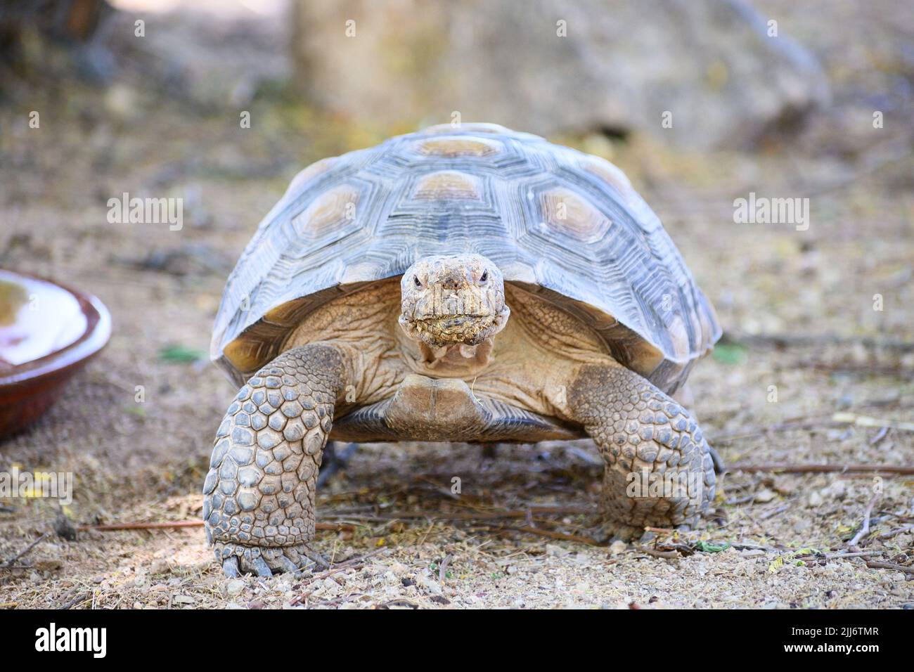 The front view of a Desert tortoise on blurred background Stock Photo ...