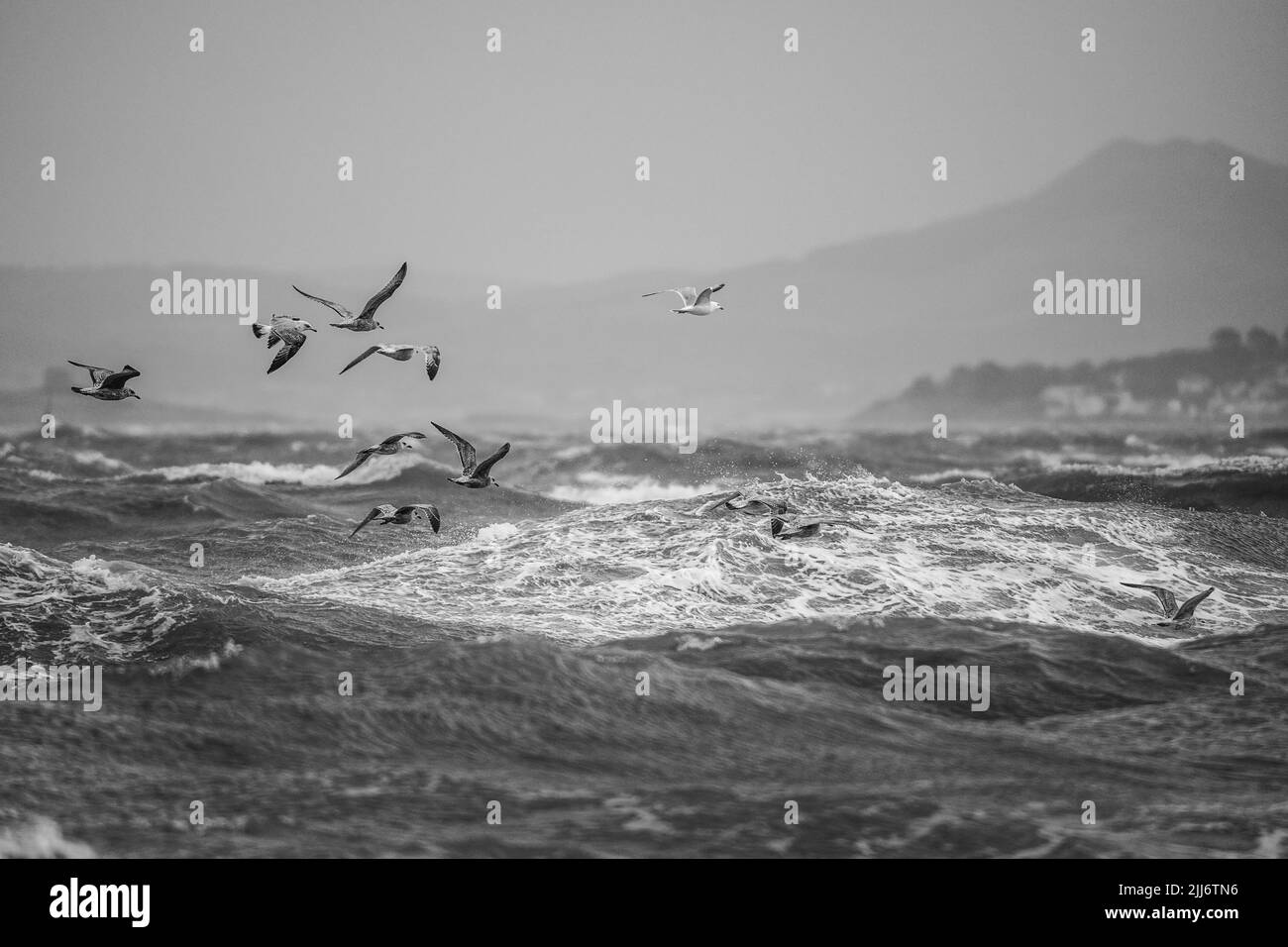 Grayscale bird flying in Black and White Stock Photos & Images - Alamy