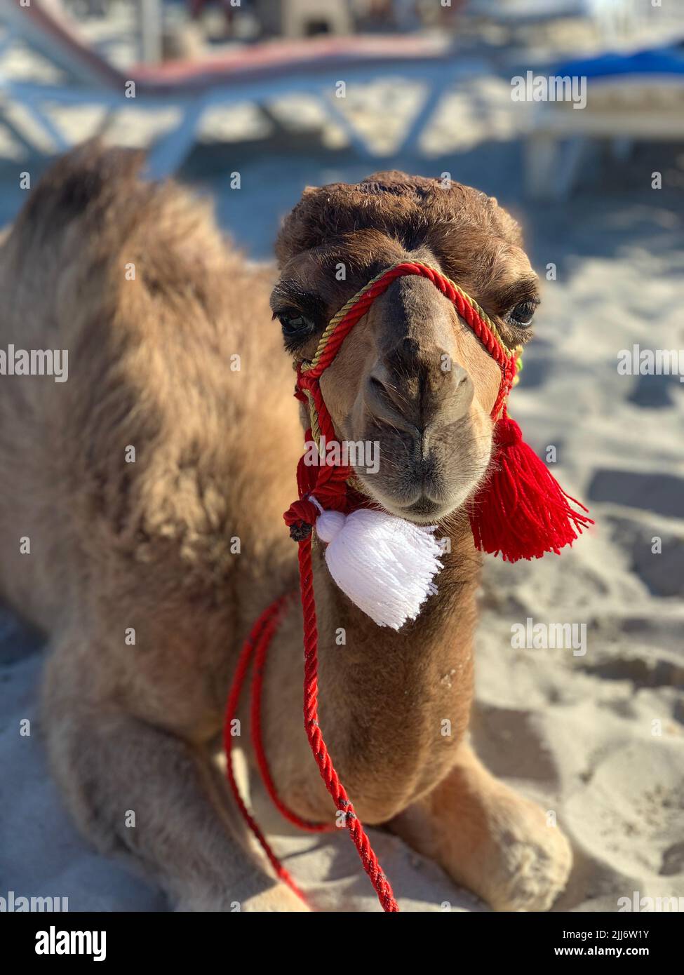 Camel looking camera vertical hi-res stock photography and images - Alamy