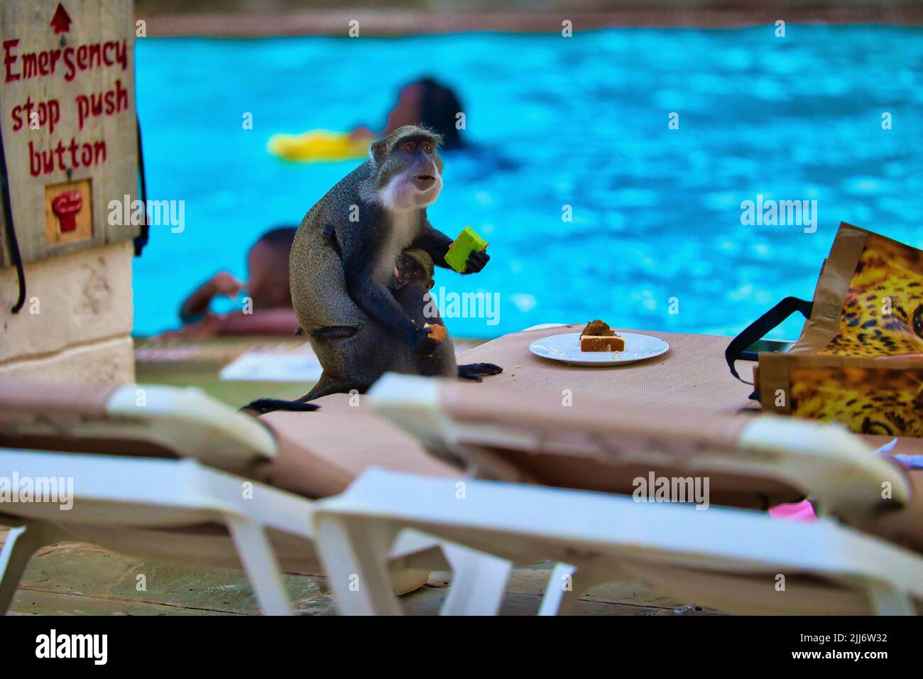 Monkey eating table hi-res stock photography and images - Alamy