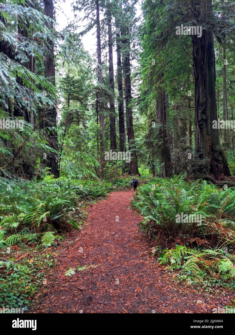 A vertical shot of a red path in a forest surrounded by lush greenery ...