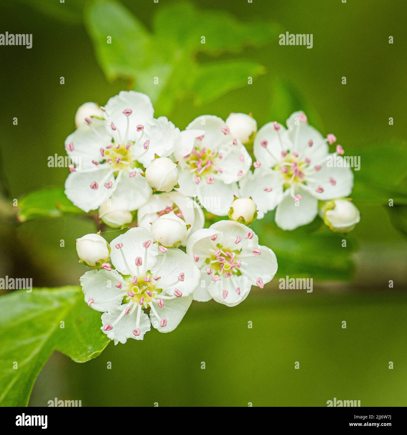 The Eyebright (Euphrasia) flowers in the park in Oldham, Manchester ...