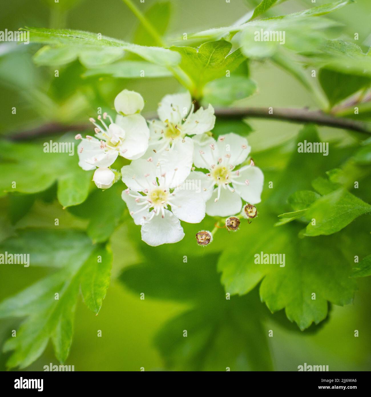 The Eyebright (Euphrasia) flowers in the park in Oldham, Manchester ...