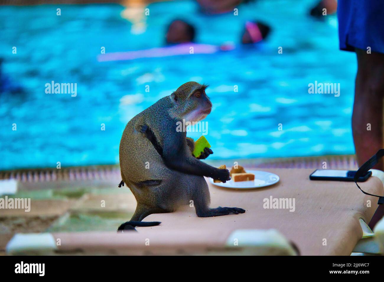 A wild monkey eating pastry on a table in a resort Stock Photo - Alamy