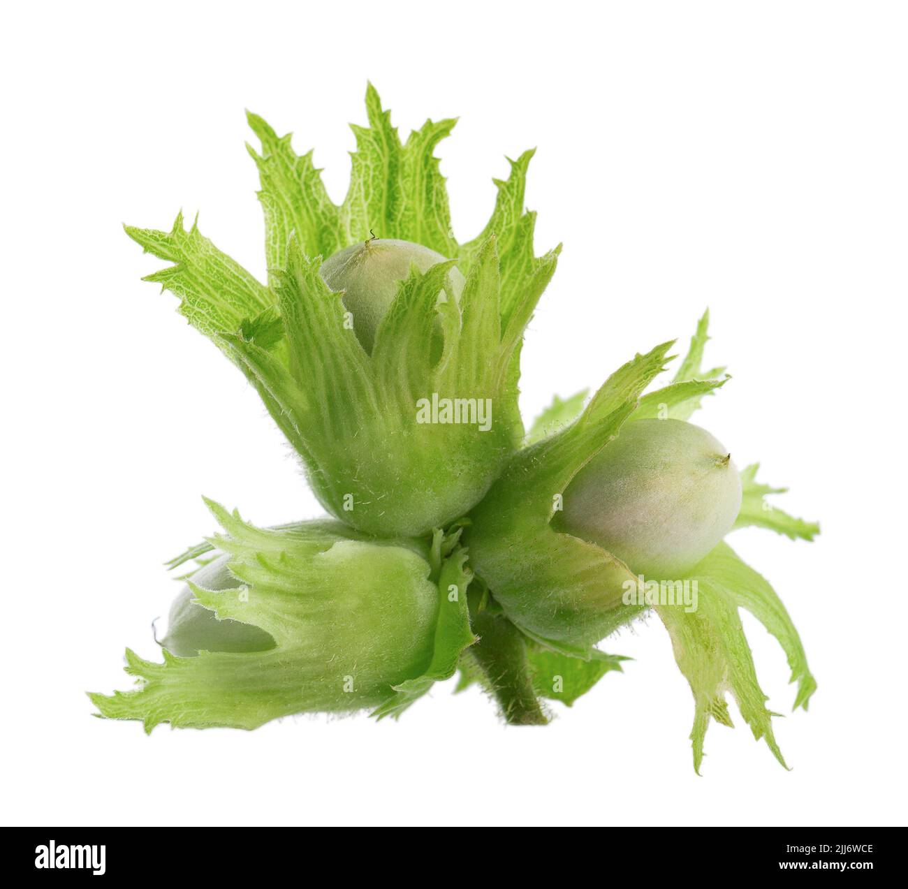 Green hazelnut nuts isolated on white background. Fresh green unripe ...