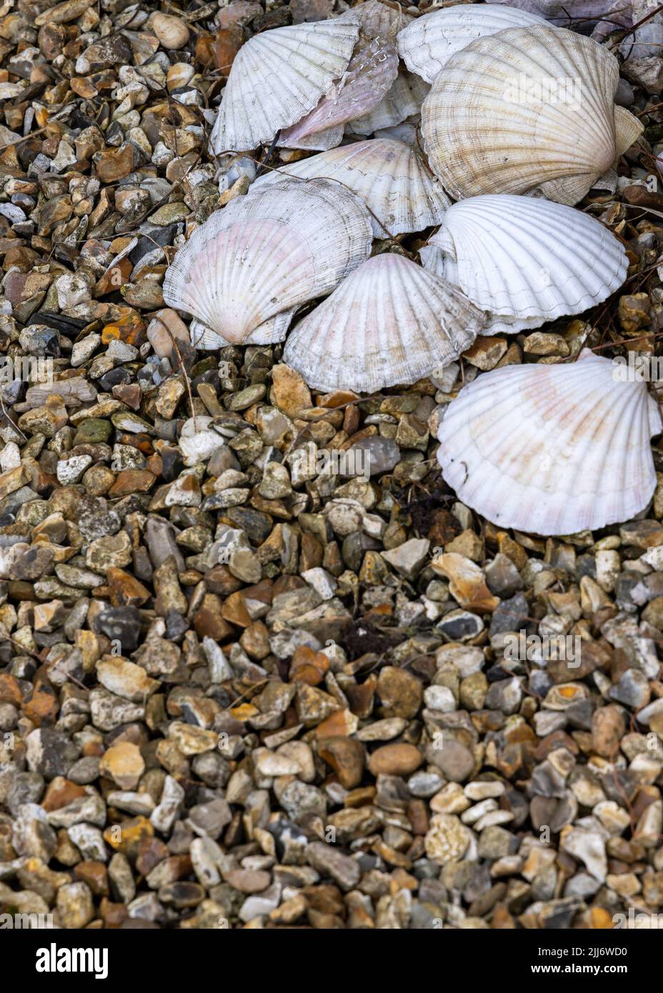 A vertical shot of large seashells on the pebble ground at the beach ...