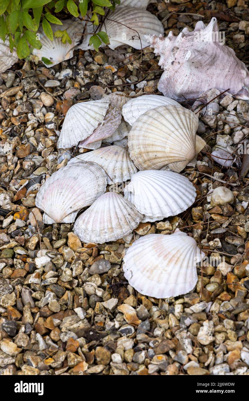A vertical shot of large seashells on the pebble ground at the beach ...