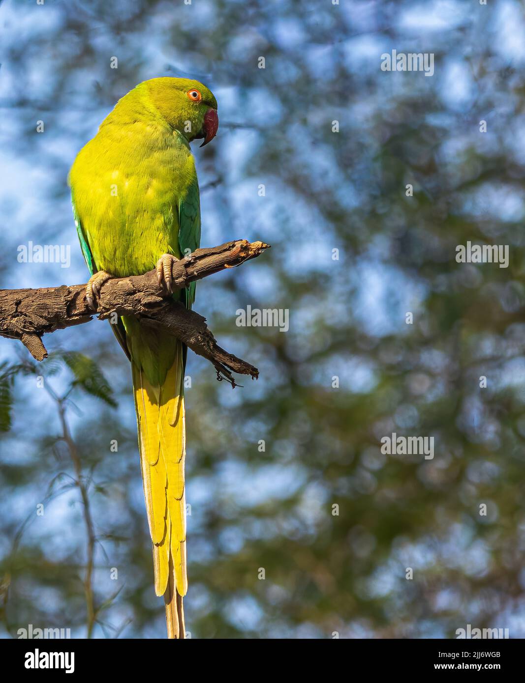 A shallow focus shot of a Parakeet bird perching on a tree Stock Photo ...