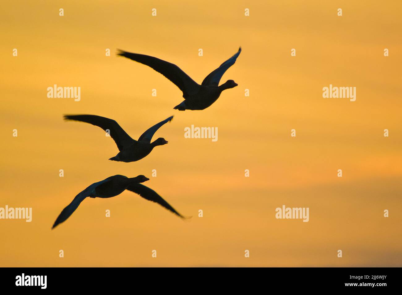 The silhouettes of three geese flying in the sunset sky Stock Photo - Alamy