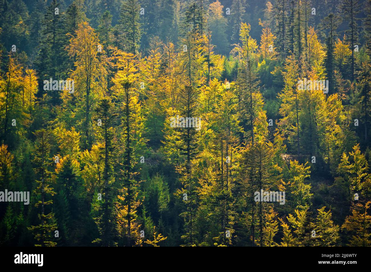 An aerial shot of a temperate deciduous forest in Germany Stock Photo ...
