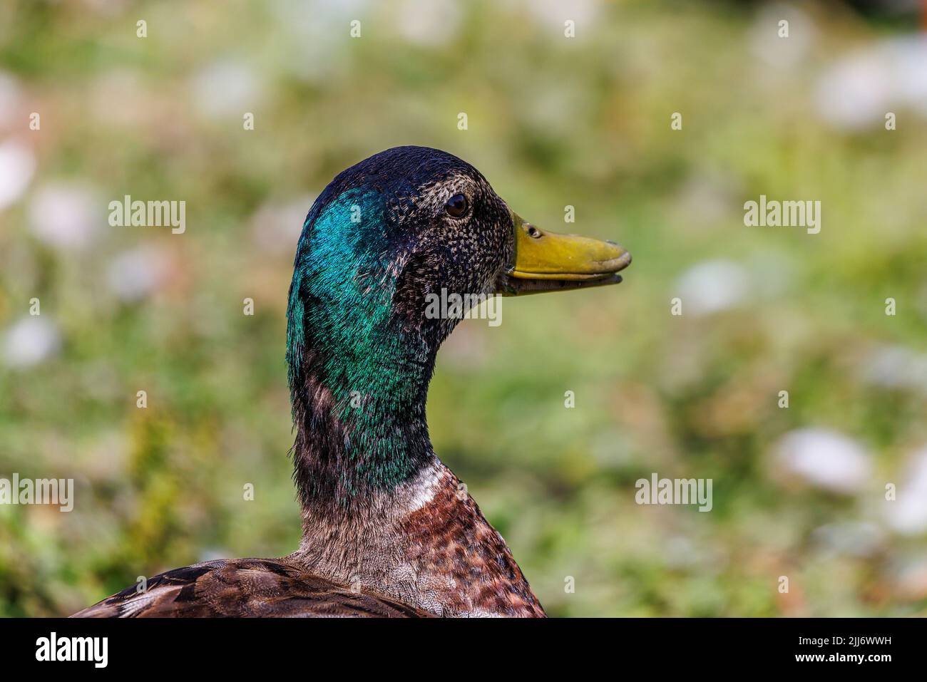 Duck enjoying the sunshine Stock Photo - Alamy