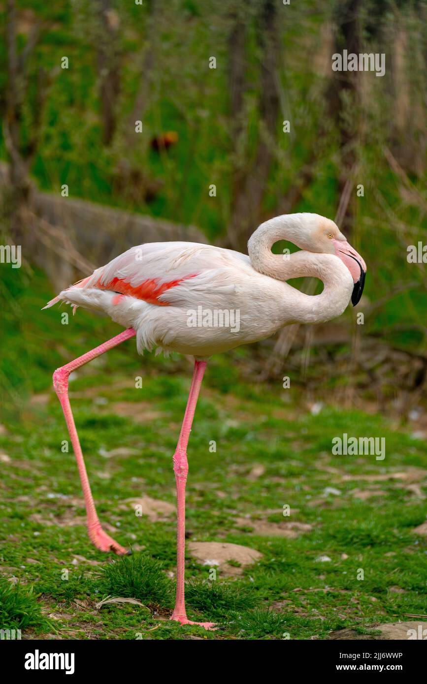 An Exotic beautiful flamingo bird standing on one leg Stock Photo - Alamy