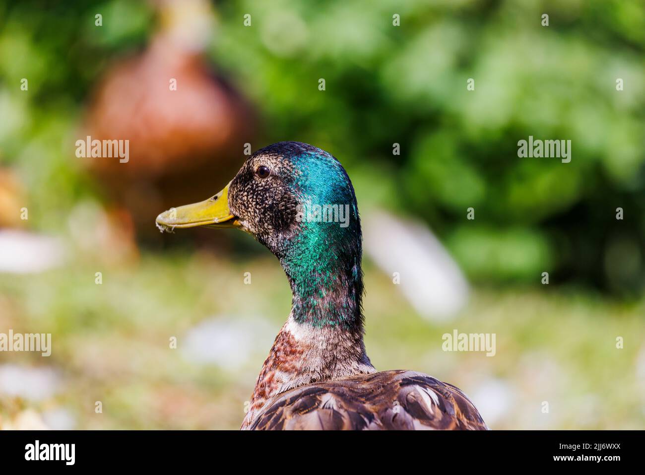 Duck enjoying the sunshine Stock Photo - Alamy