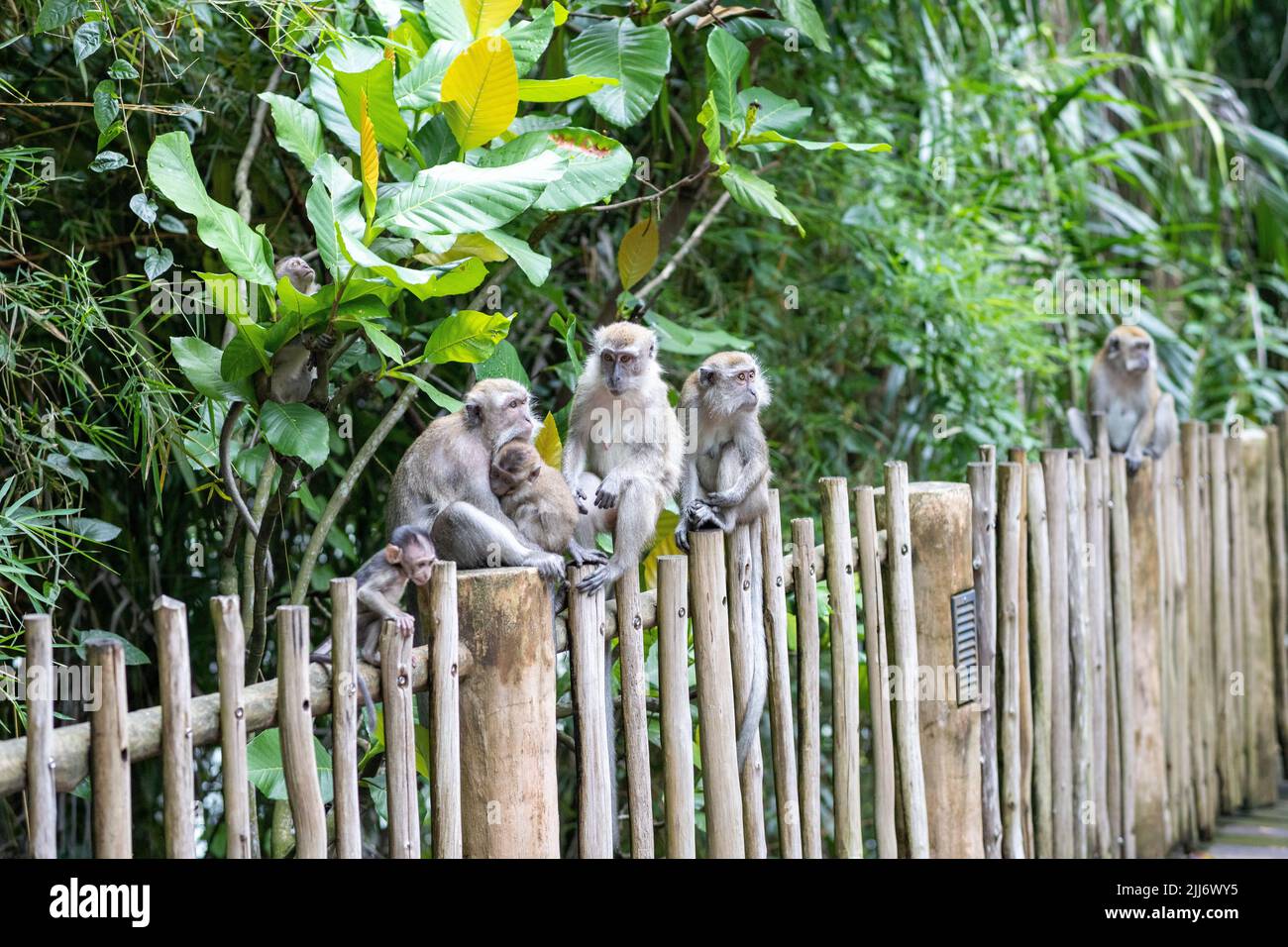 A Family of Long-tailed macaque monkeys on wooden fence Stock Photo - Alamy
