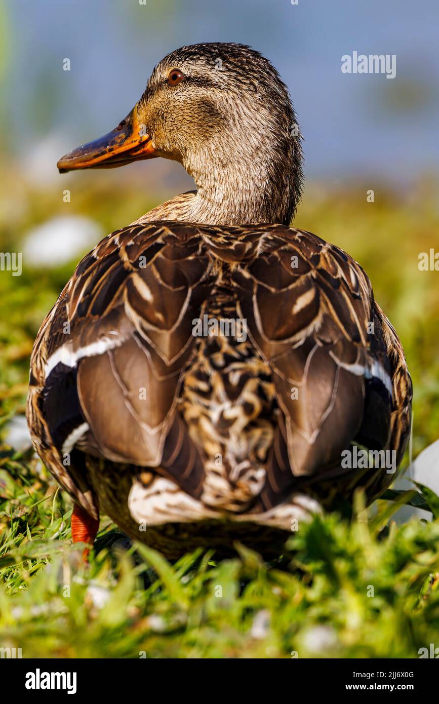 Female mallard keeping a watchful eye Stock Photo - Alamy