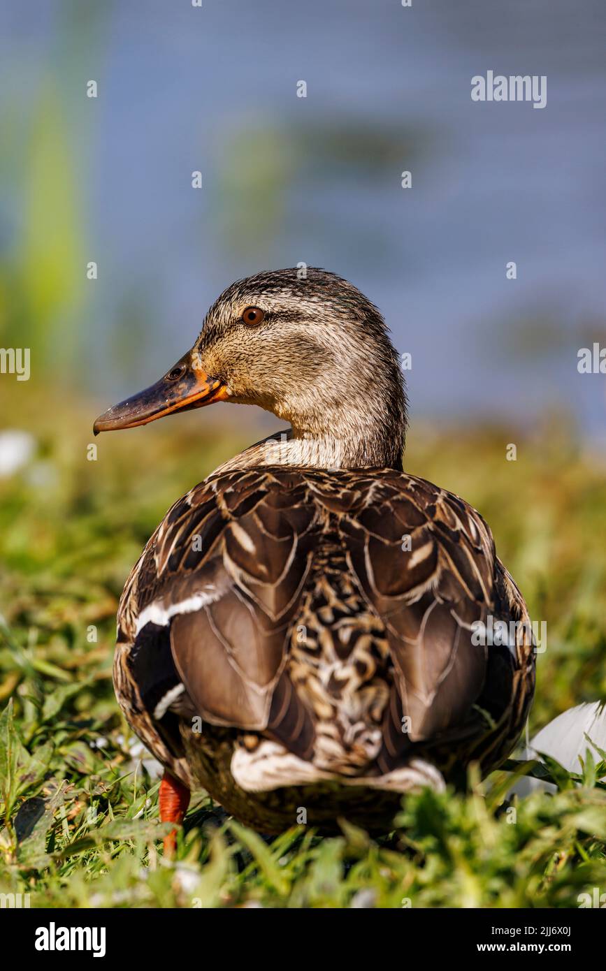 Female mallard keeping a watchful eye Stock Photo - Alamy