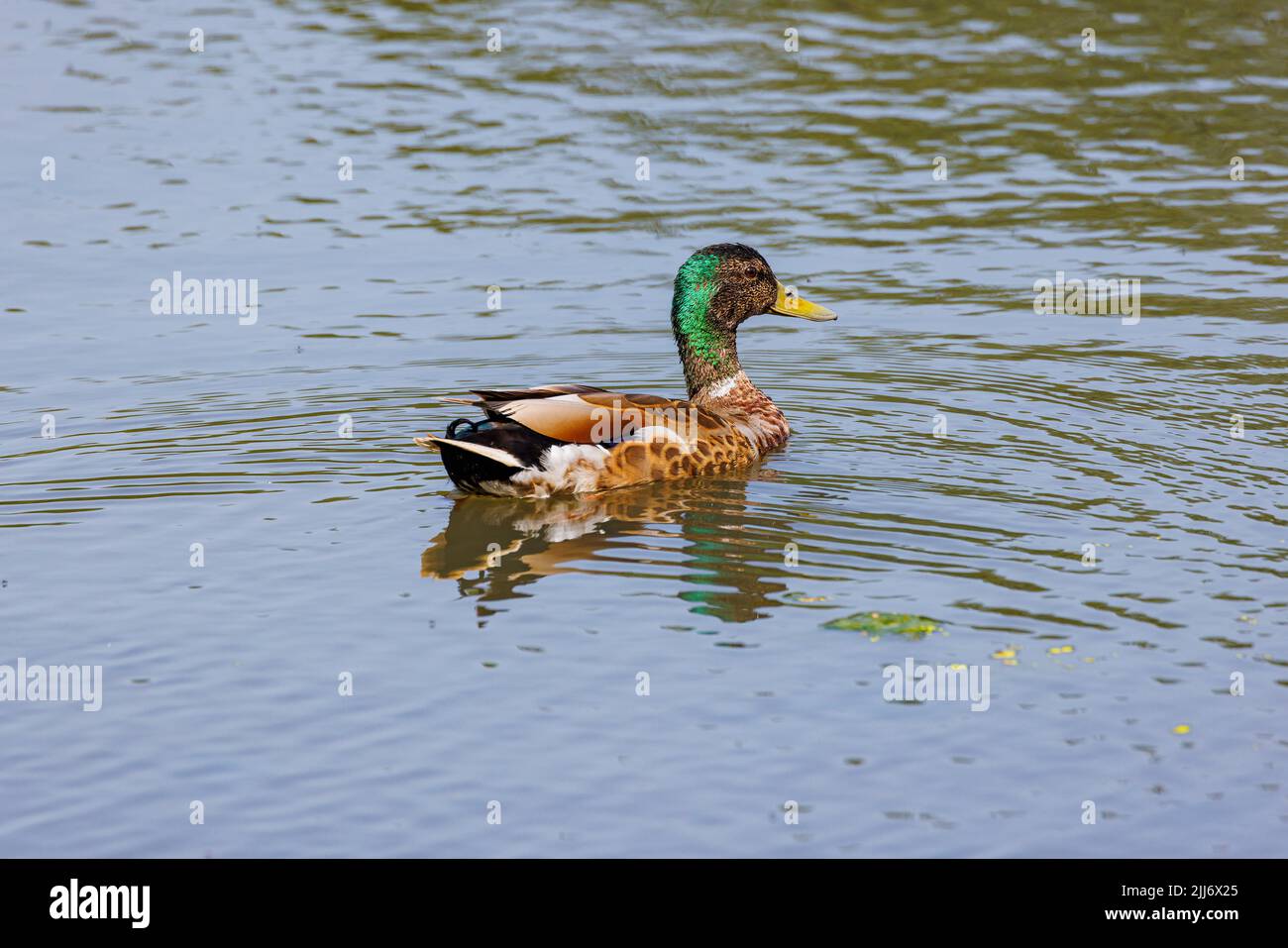 Duck enjoying the sunshine Stock Photo - Alamy