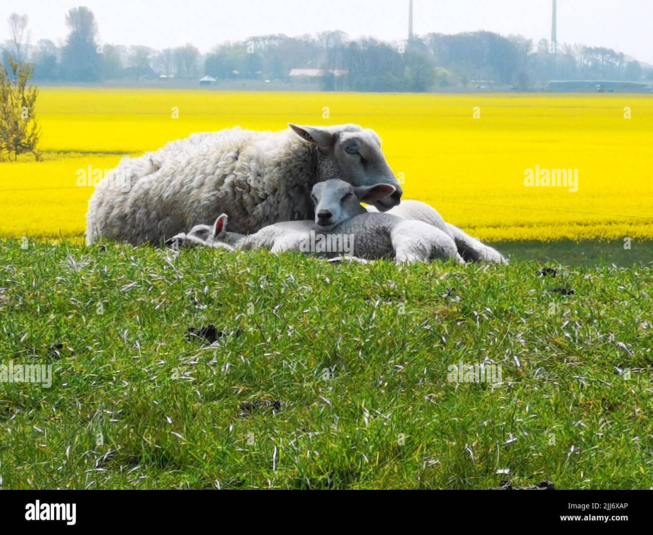 Grass field family sheep hi-res stock photography and images - Alamy