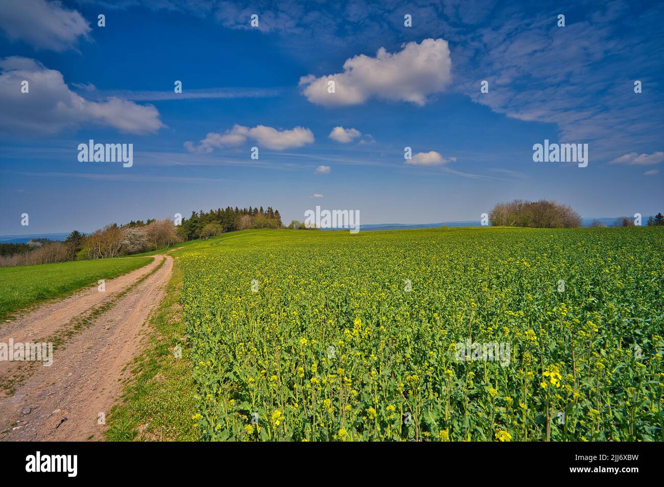 A beautiful green field with yellow flowers and an earthen path under ...