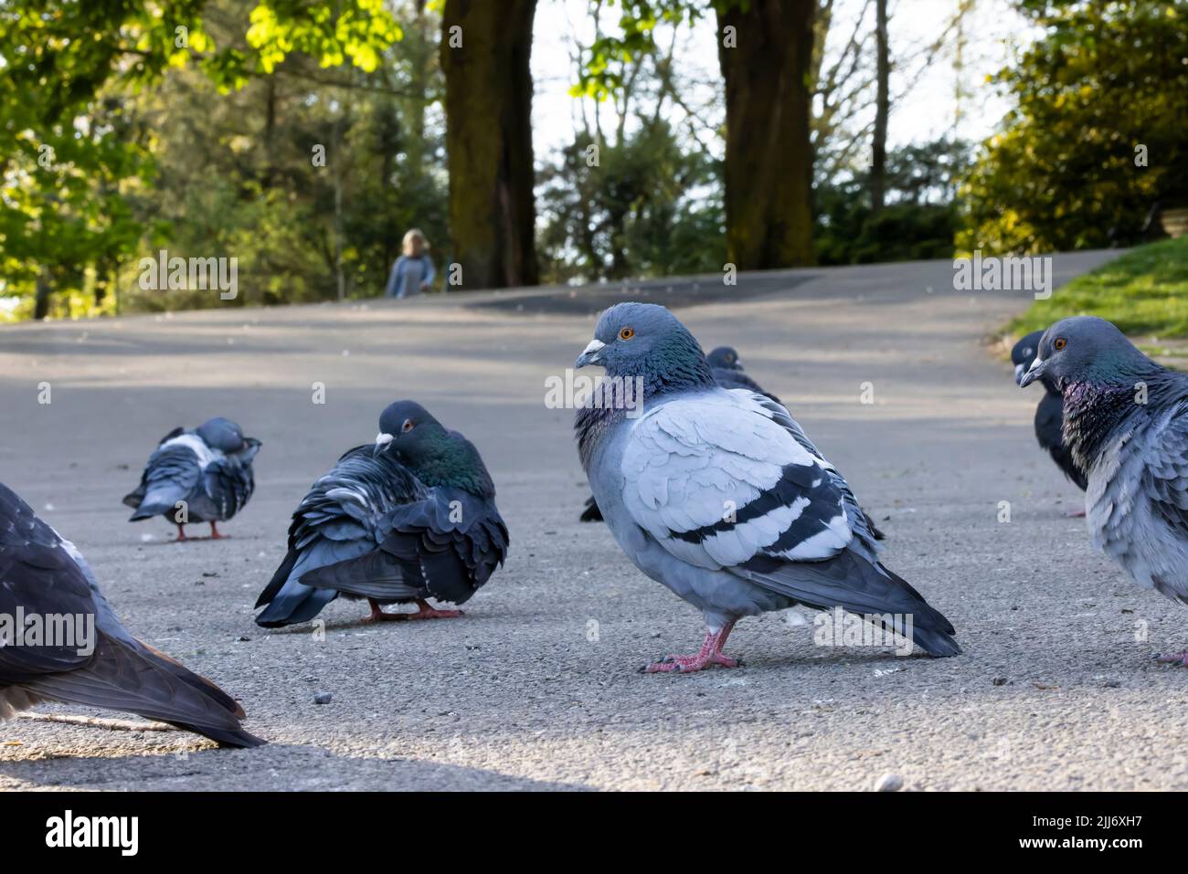 A group of pigeons in the park in the golden evening light Stock Photo ...