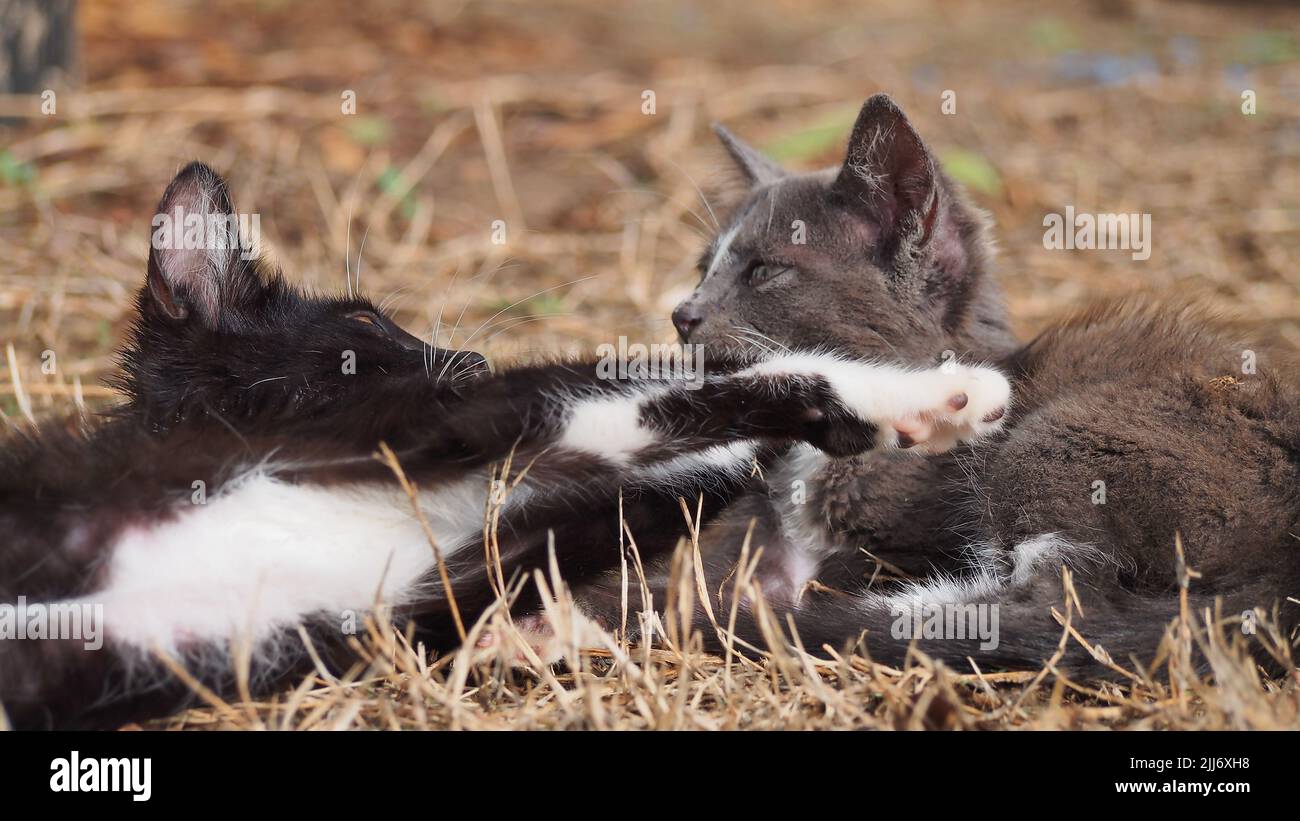 Two domestic cats on grass hi-res stock photography and images - Alamy