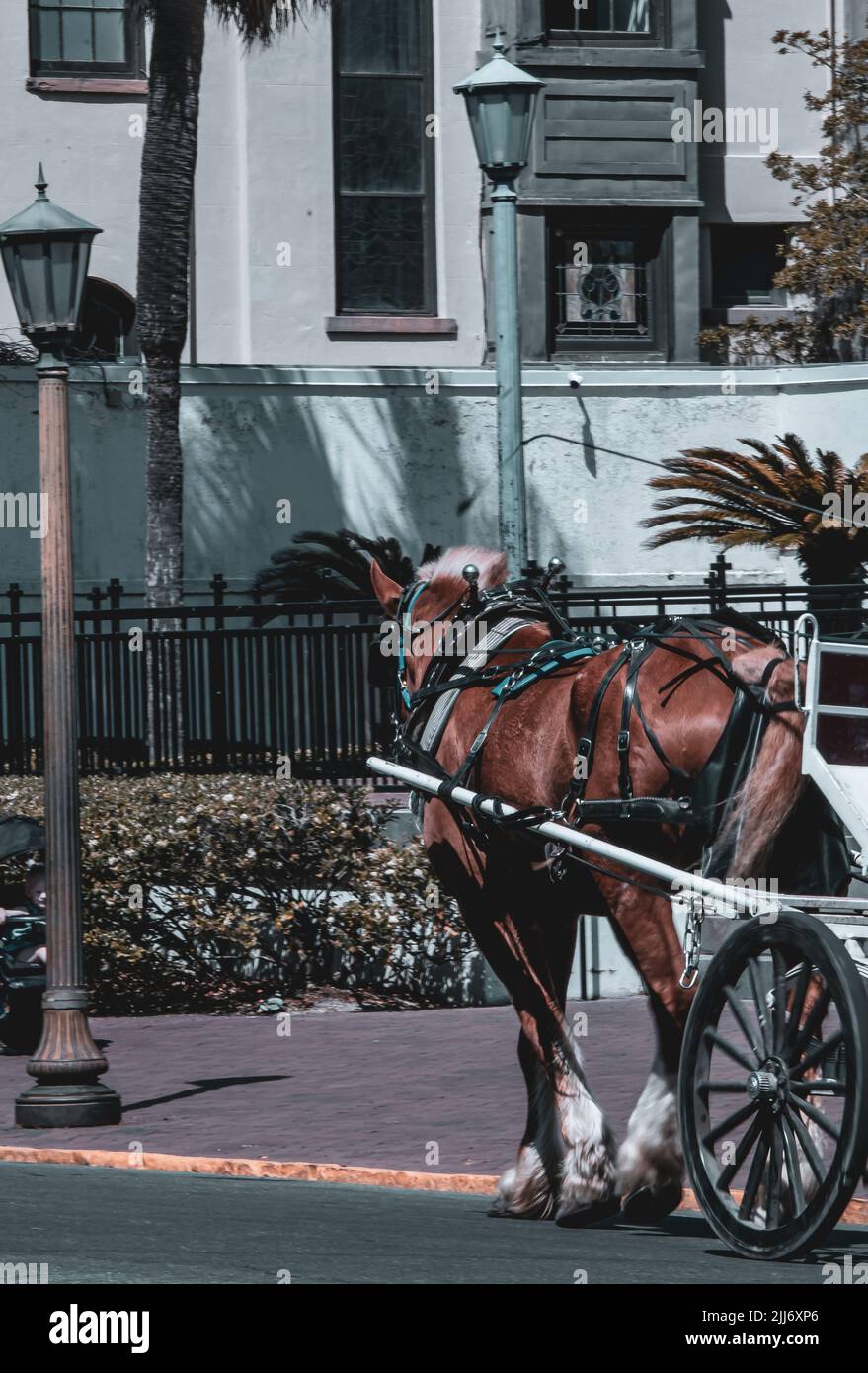 A horse walking on the street Stock Photo - Alamy