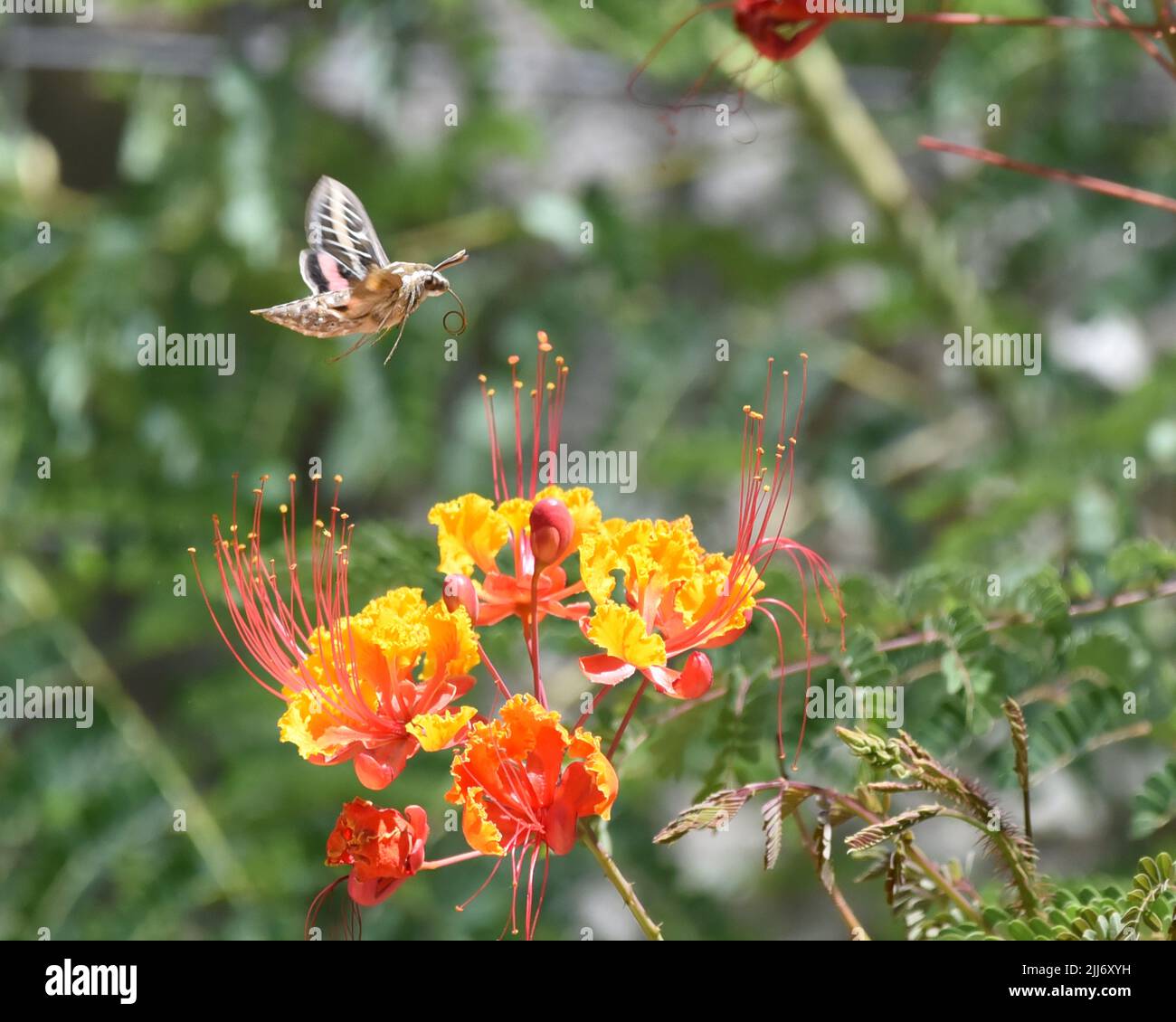 A hummingbird hawk-moth flying by some peacock flowers - Macroglossum ...