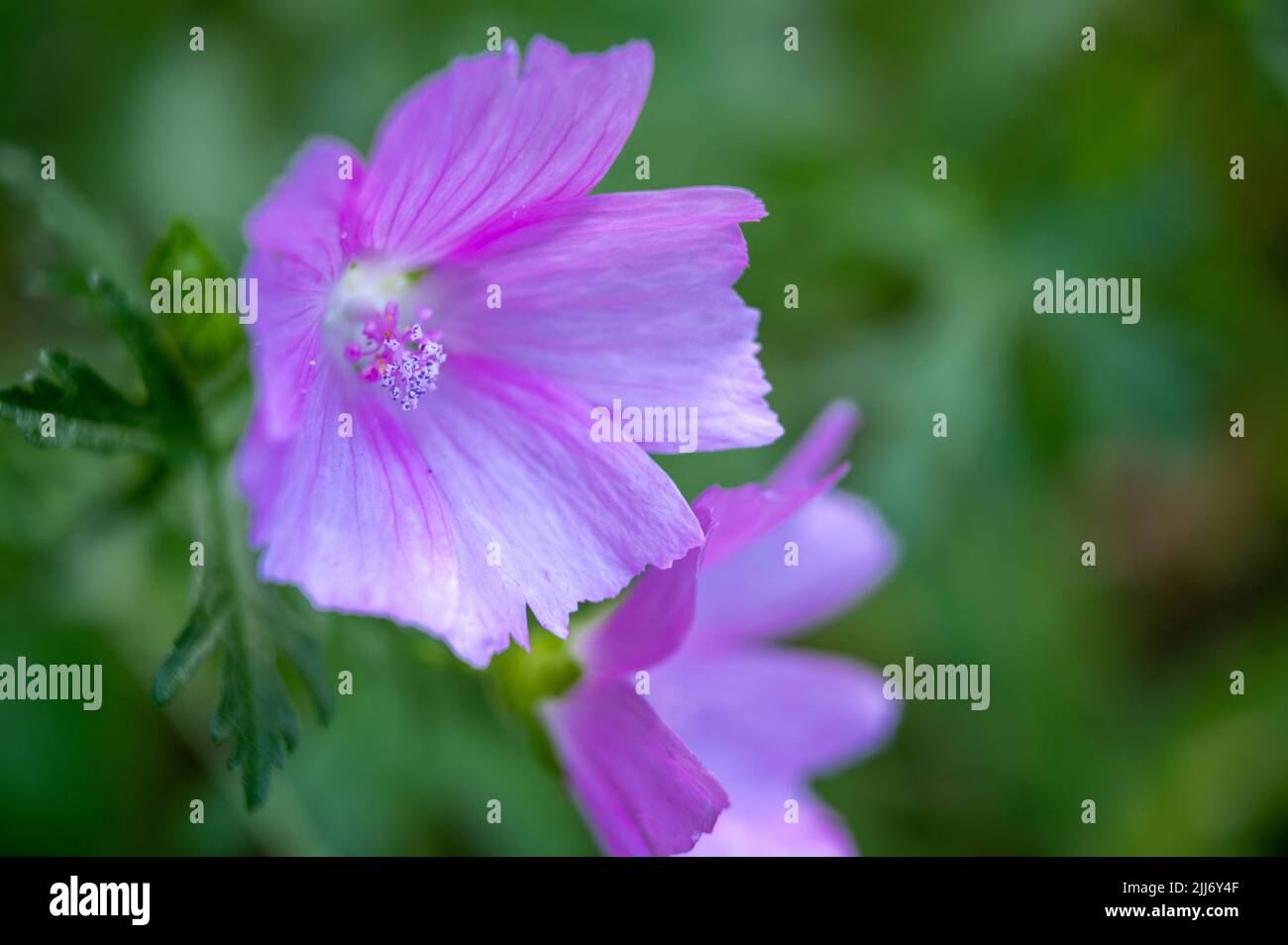 Leaf of a musk mallow hi-res stock photography and images - Alamy