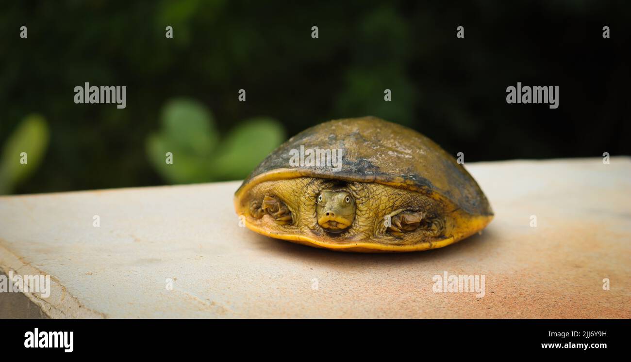 A closeup of an Indian flapshell turtle (Lissemys punctata) in a shell ...