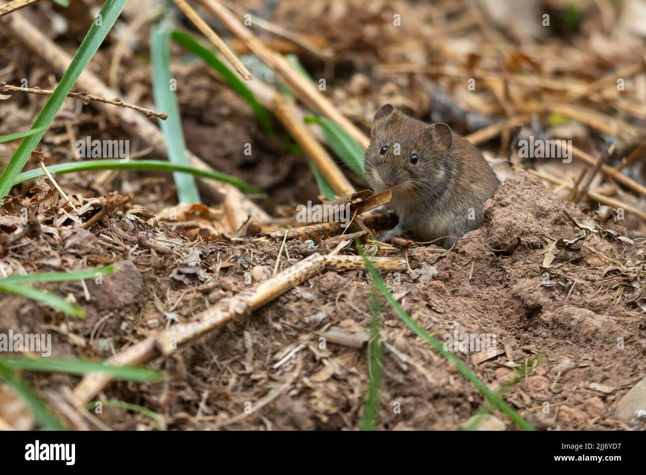 Bank vole Myodes glareolus, emerging from hole, Cinderford Linear Park ...