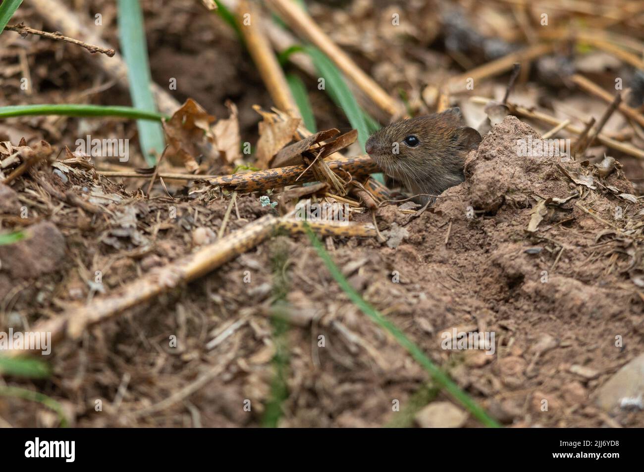 Bank vole Myodes glareolus, emerging from hole, Cinderford Linear Park ...