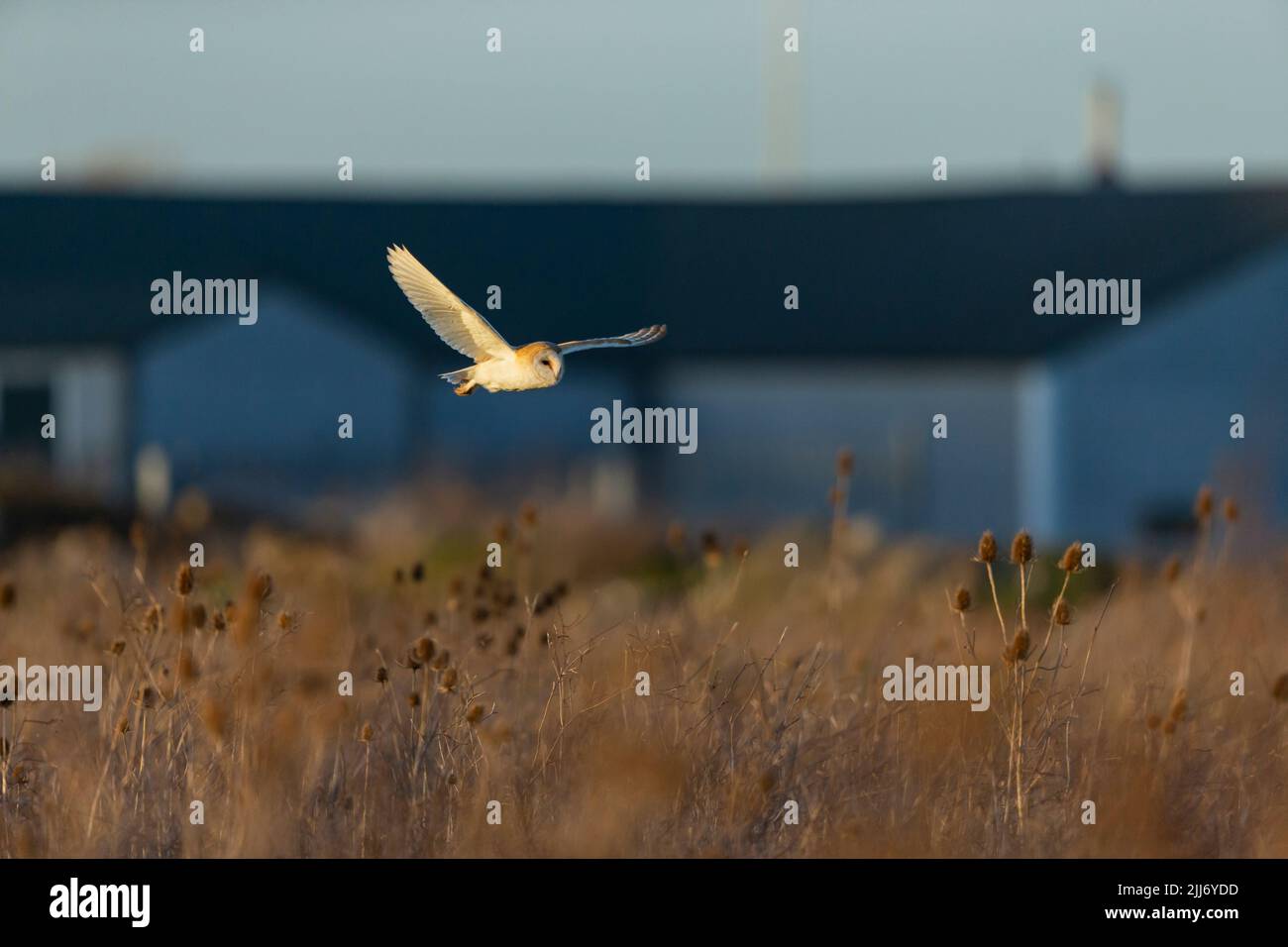 Barn owl Tyto alba, adult hunting over rough grassland, Weston-Super ...