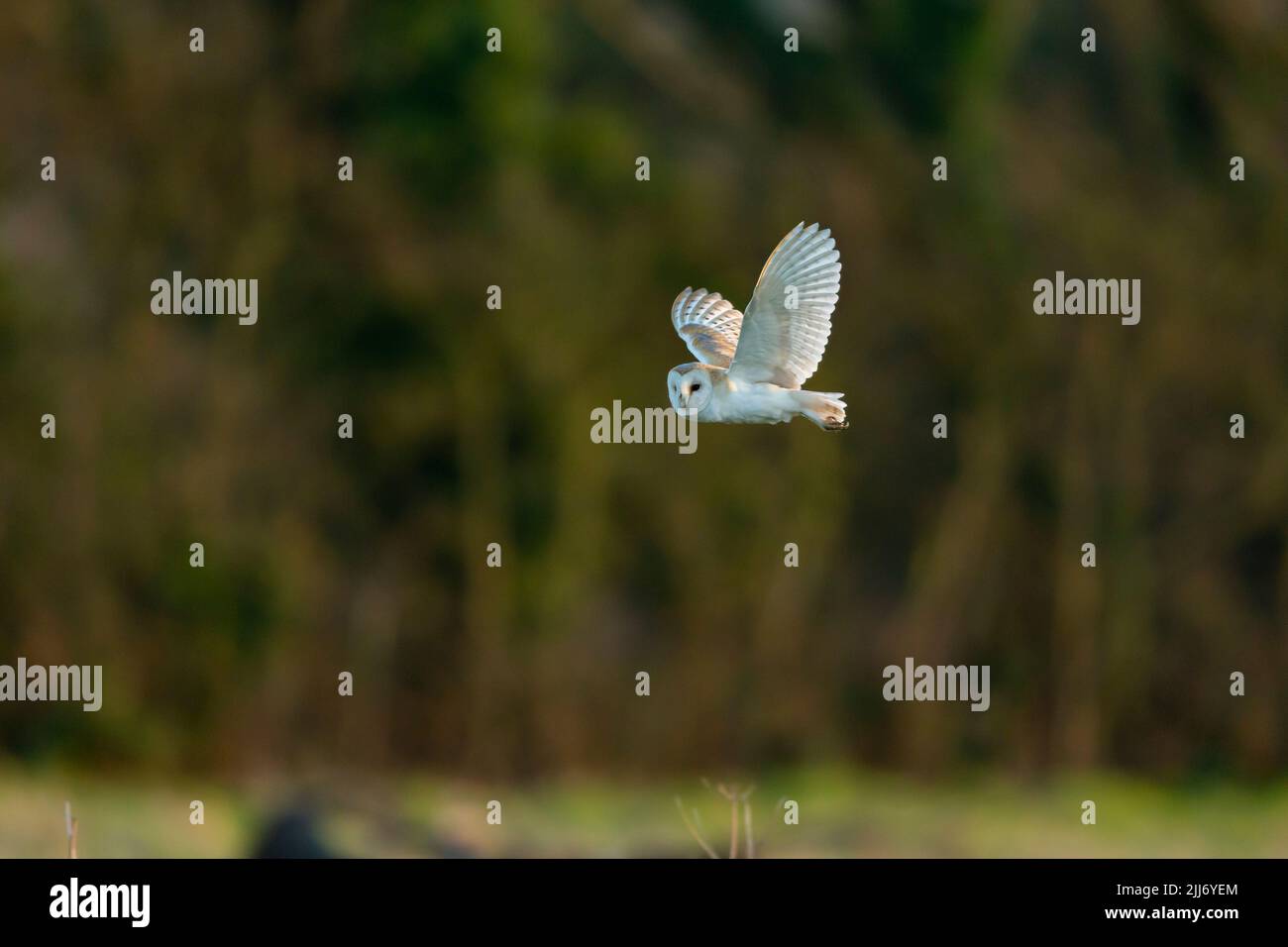 Barn owl Tyto alba, adult hunting over rough grassland, Weston-Super ...