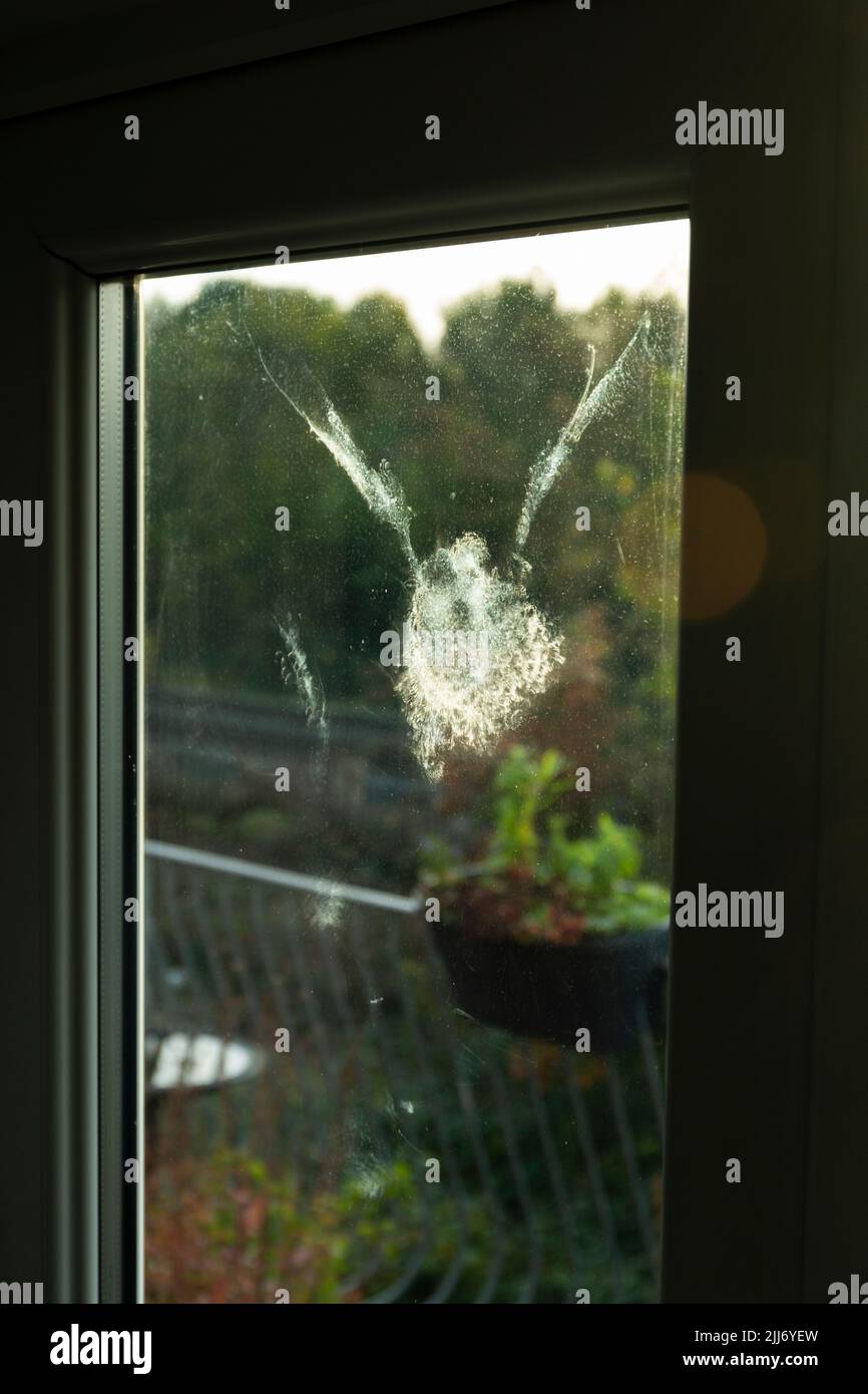 View of bird imprint following strike on window, Weston-Super-Mare ...