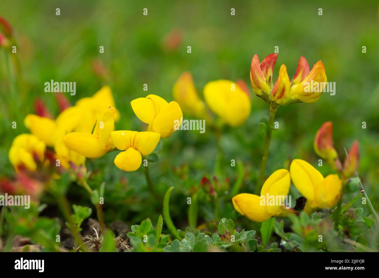 Common bird's-foot trefoil Lotus corniculatus, flowering, Cinderford ...