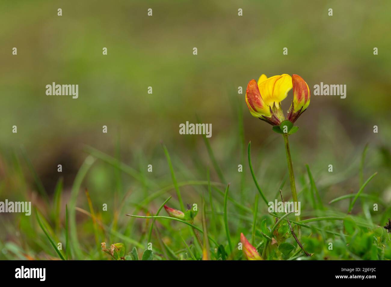 Common bird's-foot trefoil Lotus corniculatus, flowering, Cinderford ...