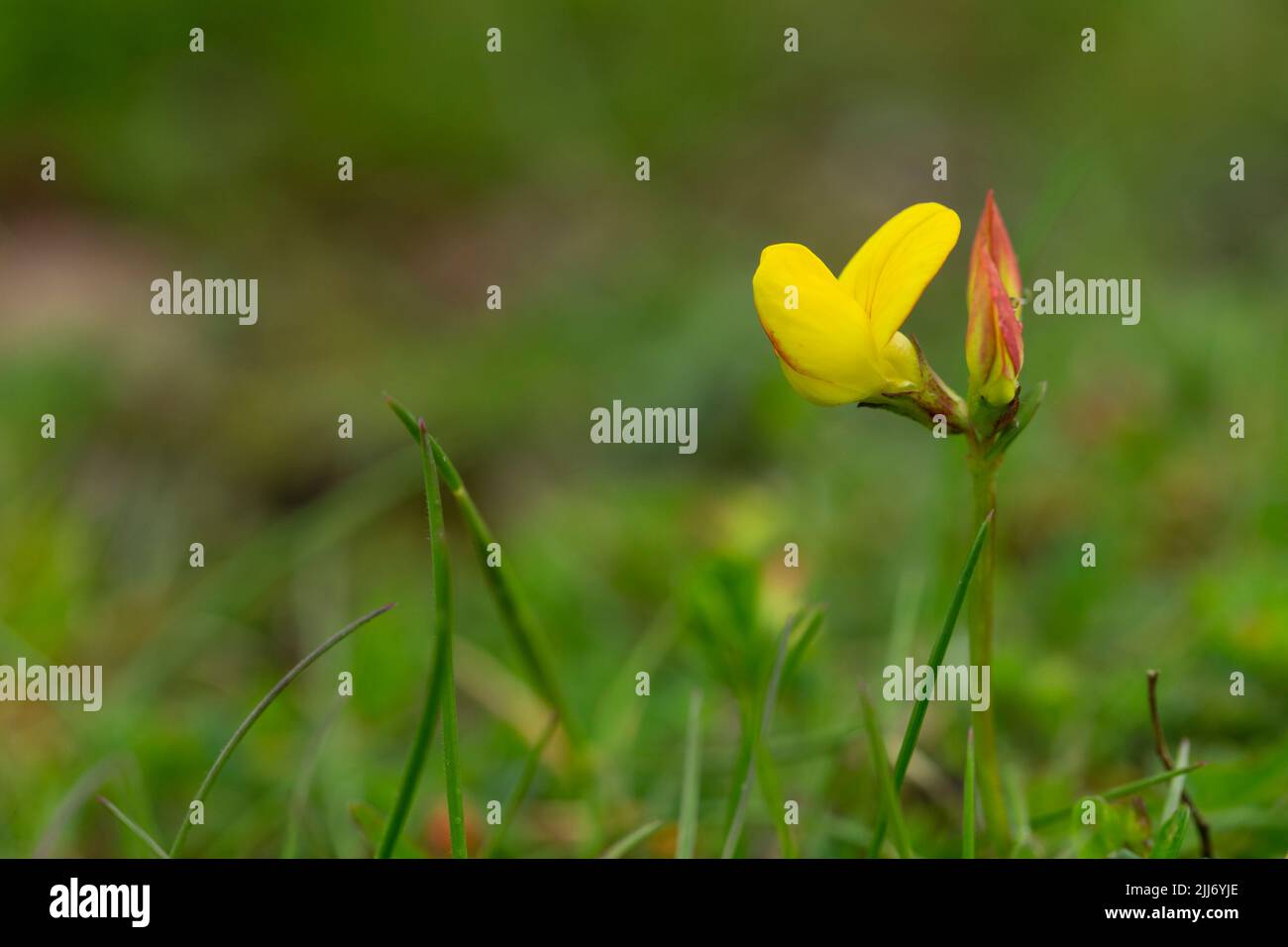 Common bird's-foot trefoil Lotus corniculatus, flowering, Cinderford ...