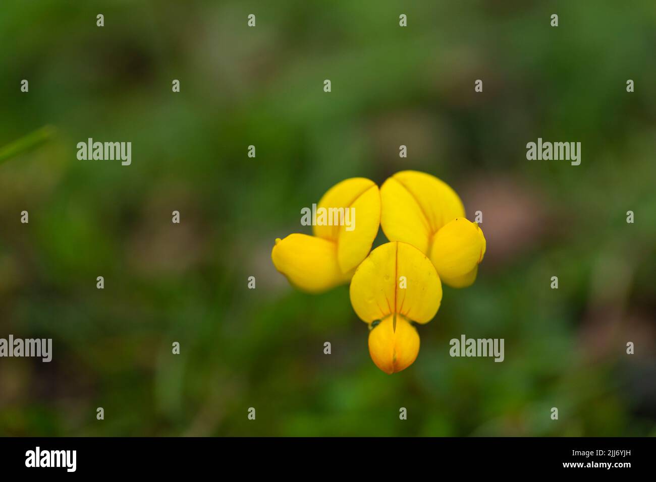 Common bird's-foot trefoil Lotus corniculatus, flowering, Cinderford ...