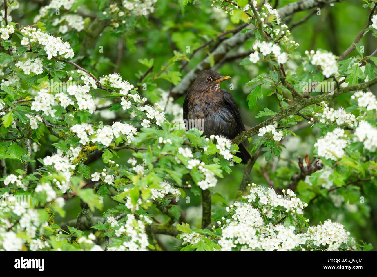 Common blackbird Turdus merula, juvenile perched in Common hawthorn ...