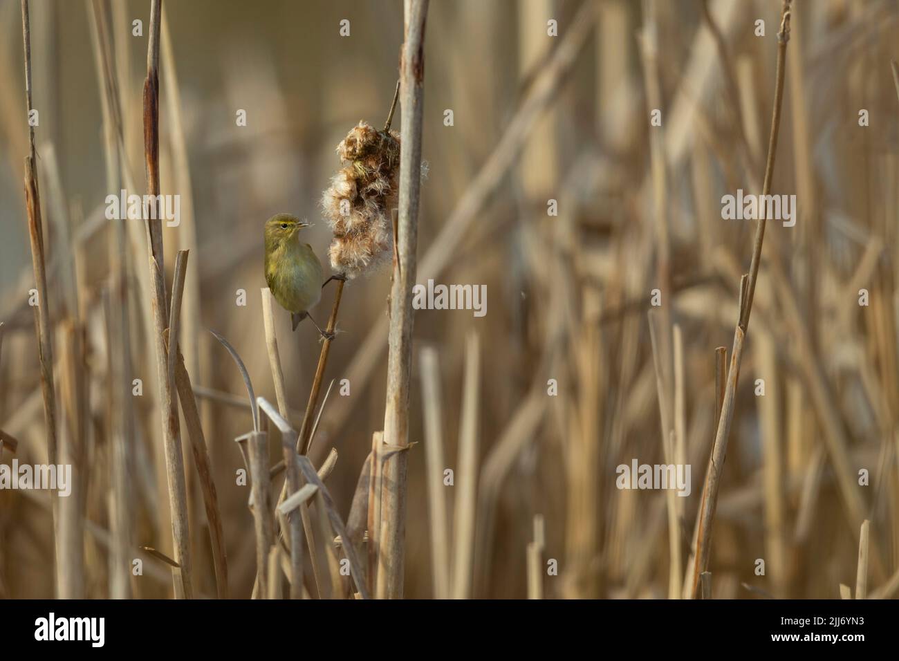 Common chiffchaff Phylloscopus collybita, foraging in Common bulrush ...