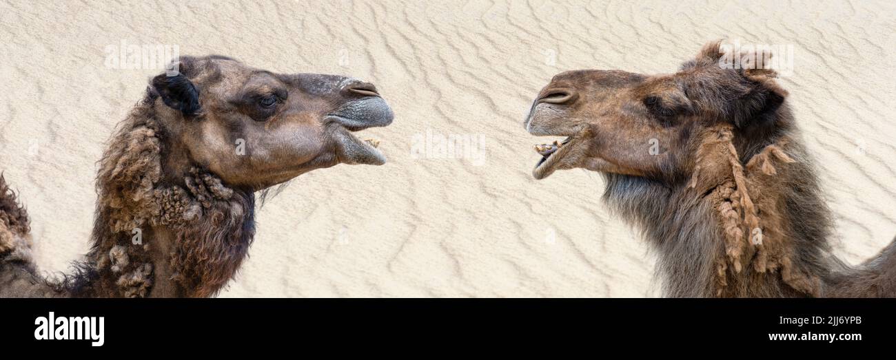 Camel in the desert, close-up. Close-up of a camel's head against the ...