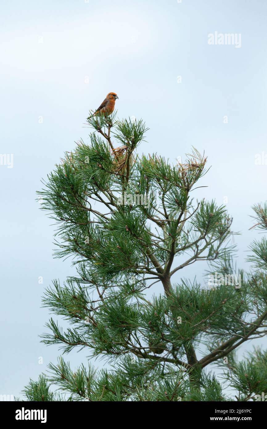 Conifer common crossbill uk hi-res stock photography and images - Alamy