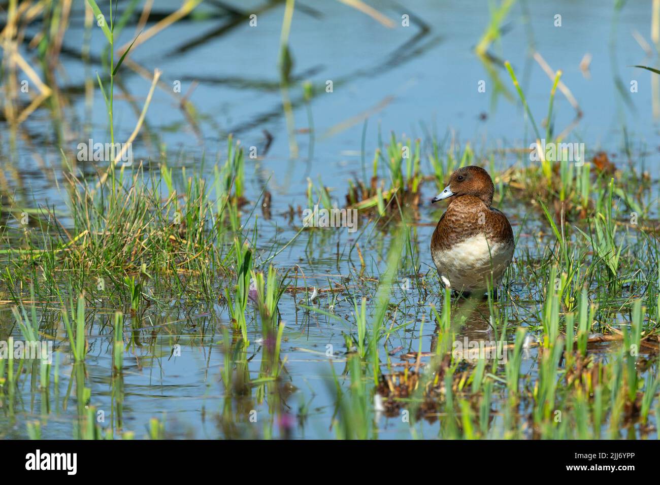 Common pochard Aythya ferina, female roosting in shallow marsh ...