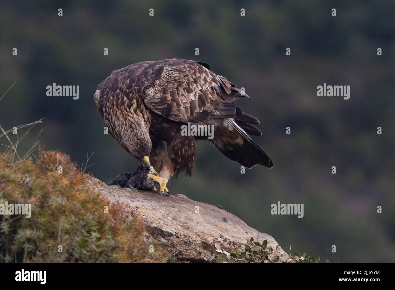 A golden eagle eating its prey Stock Photo - Alamy
