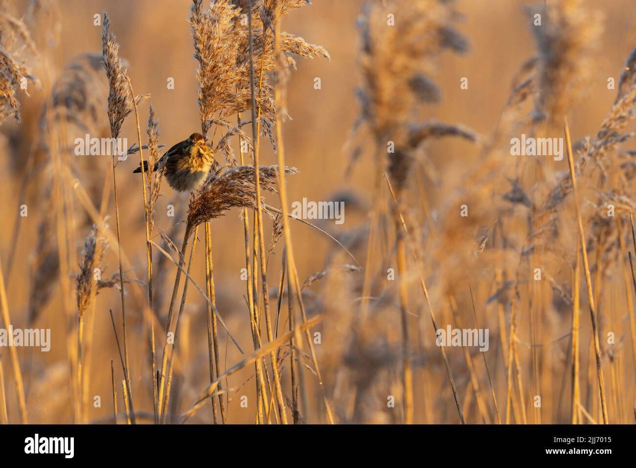 Common reed bunting Emberiza schoeniclus, first winter female feeding ...