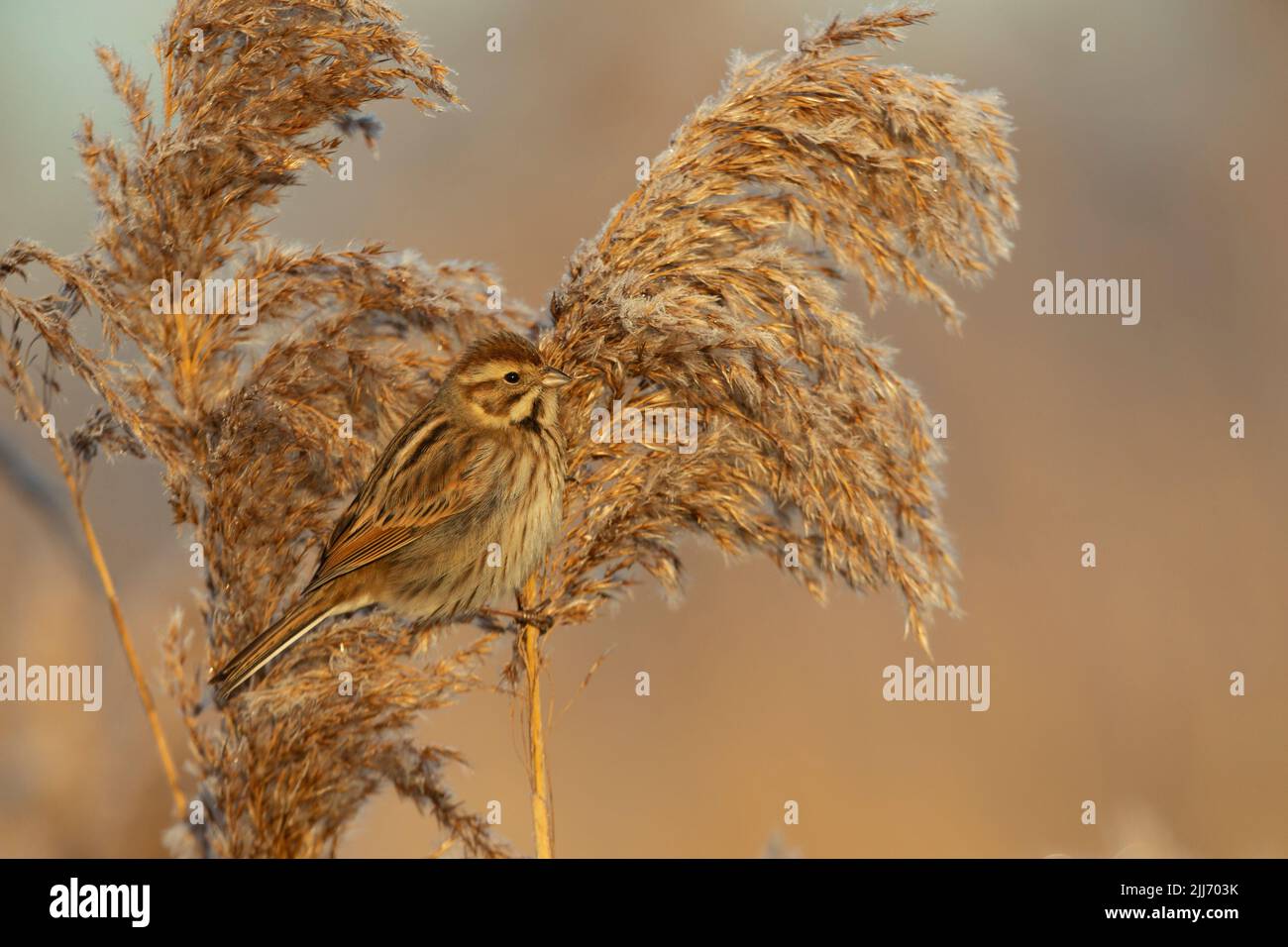 Common reed bunting Emberiza schoeniclus, first winter female feeding ...